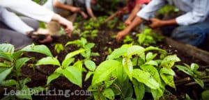 Guayusa: Benefits, Side Effects & Facts | Expert Analysis | Does It Work?